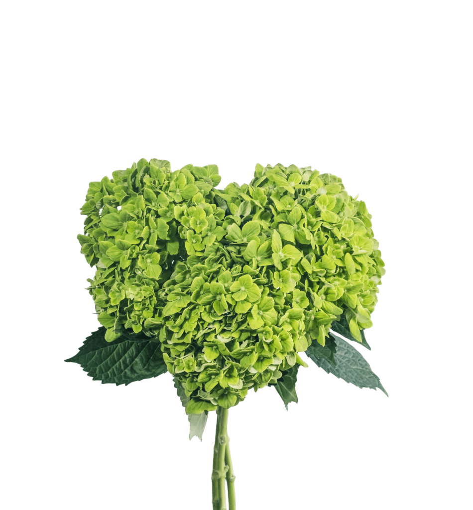 Hydrangea Emerald Dark Green Select – Bgonima flowerss SAS